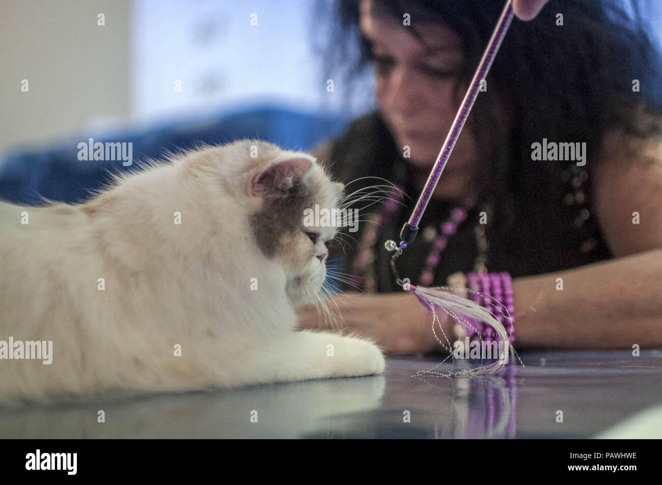 Sao Paulo, Brazil. 25th July 2018. Cat Club Exhibition: The cat exhibit ...