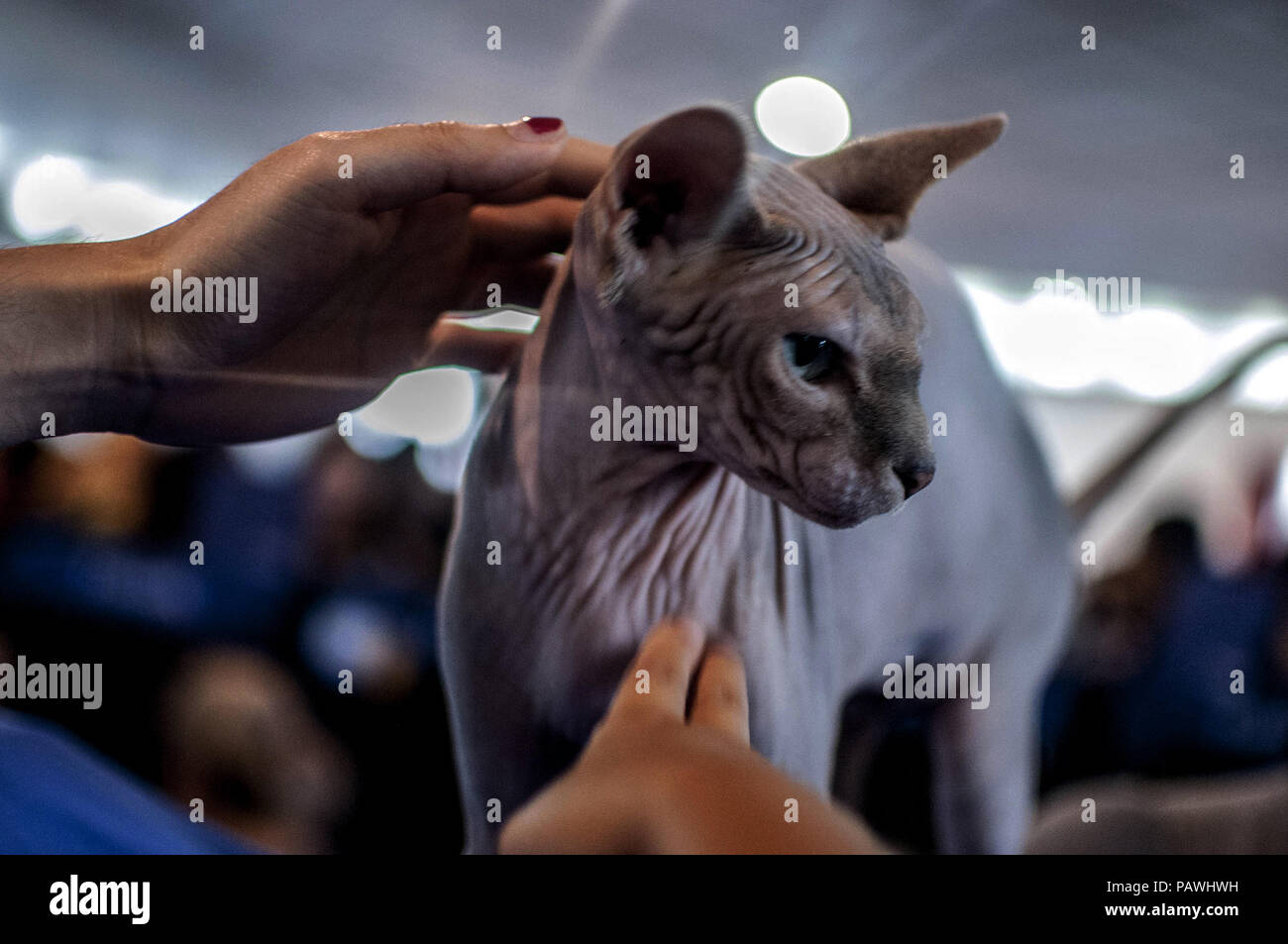 Sao Paulo, Brazil. 25th July 2018. Cat Club Exhibition: The cat exhibit ...