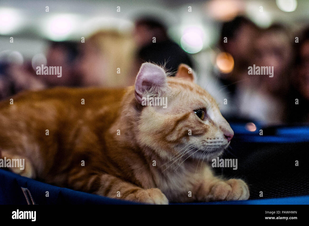 Sao Paulo, Brazil. 25th July 2018. Cat Club Exhibition: The cat exhibit ...