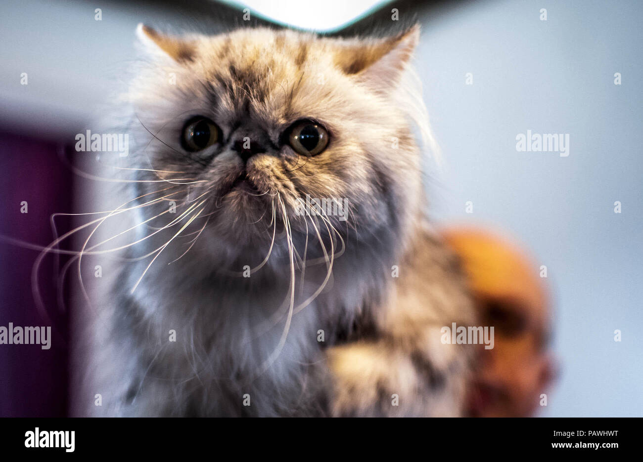 Sao Paulo, Brazil. 25th July 2018. Cat Club Exhibition: The cat exhibit ...