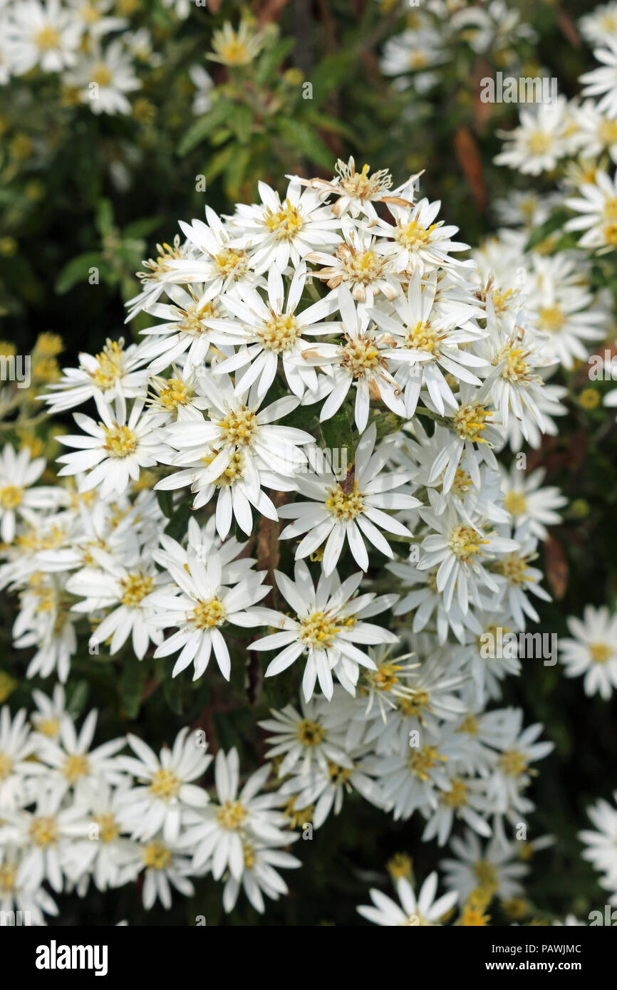 Scilly daisy bush (Olearia x scilloniensis) in full flower with a ...
