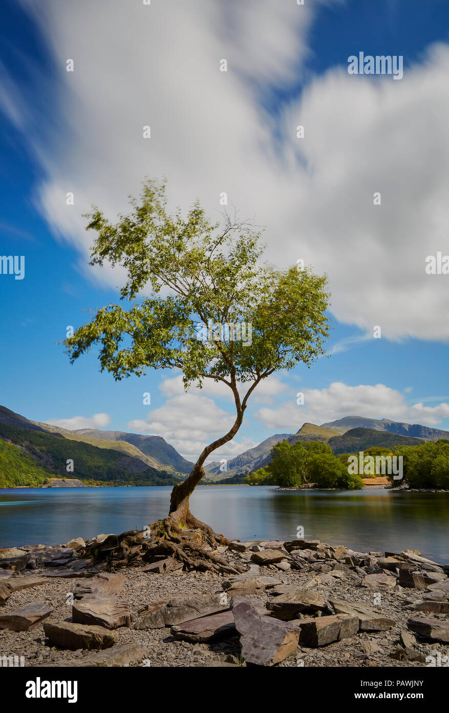The Lone Tree at Llyn Padarn on a bright summers day with the clouds ...