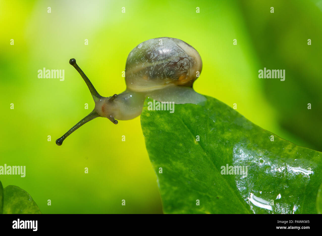 Flora animal hi-res stock photography and images - Alamy