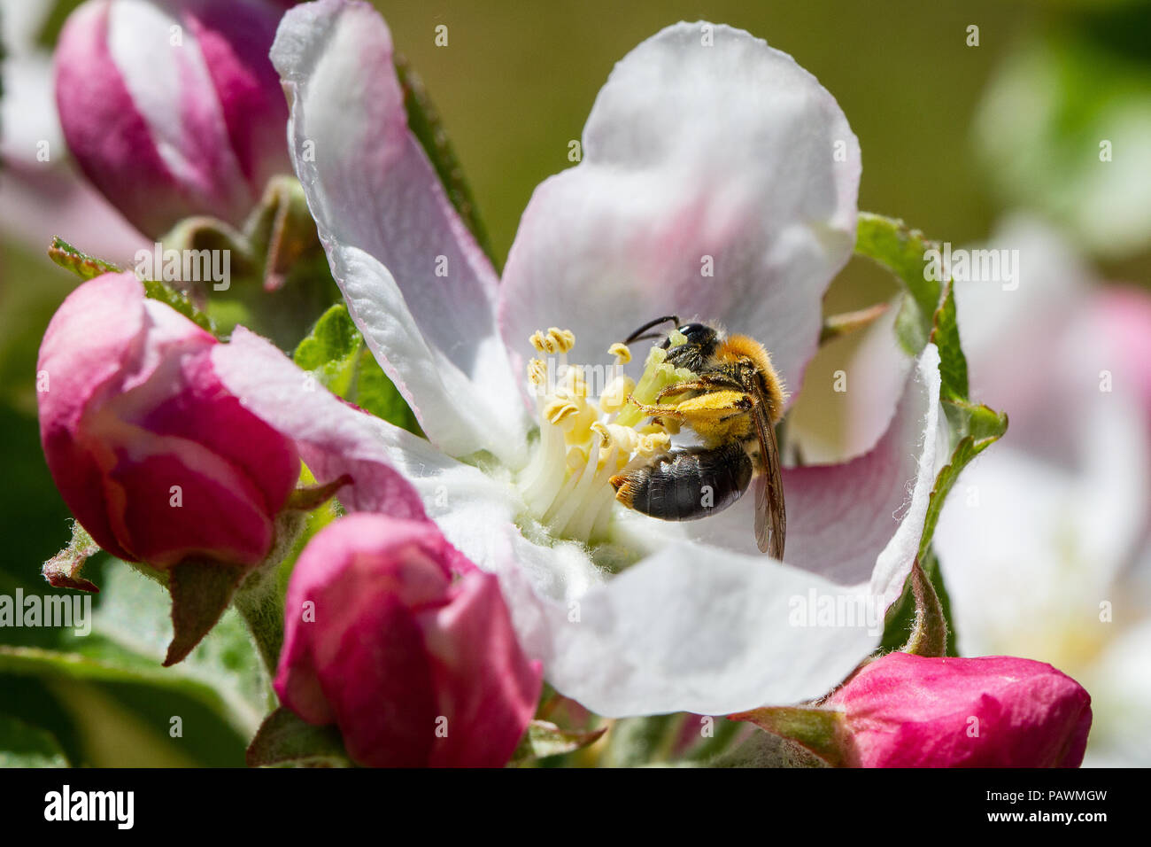 Bee gathering pollen from an apple tree flower Stock Photo - Alamy
