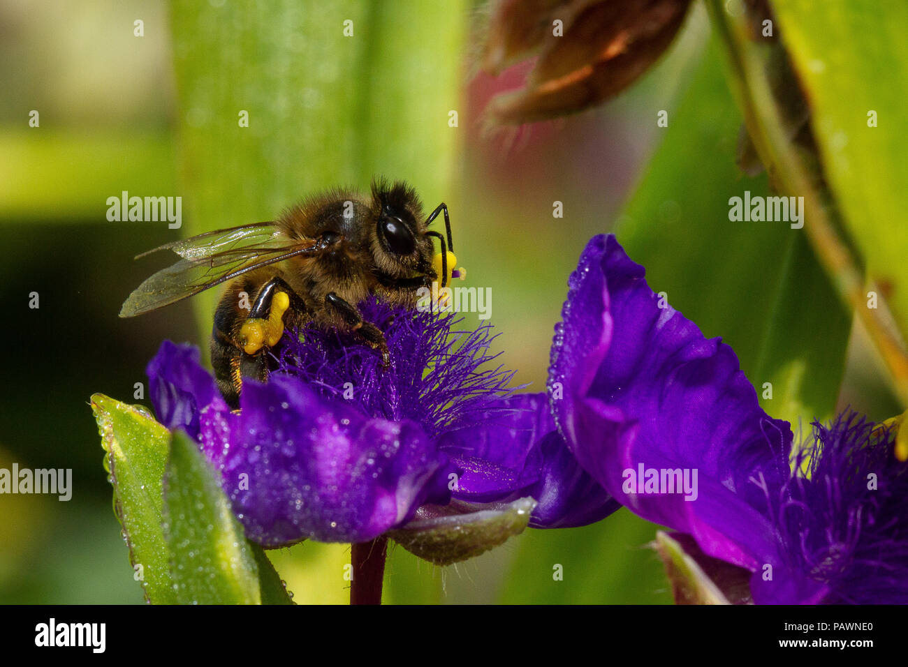 Bee gathering pollen from a purple ephemere flower Stock Photo - Alamy