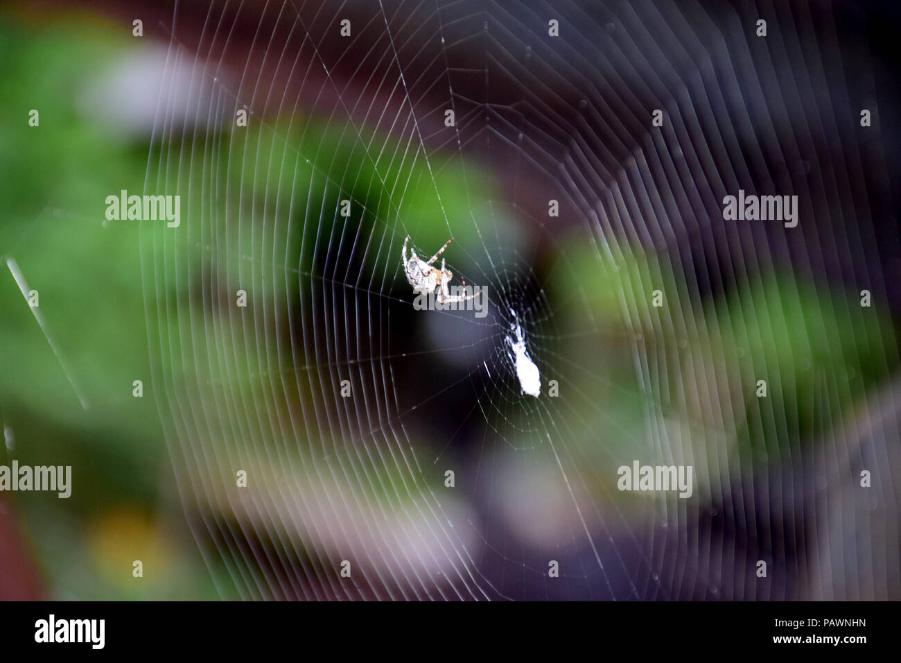 Spider building a web Stock Photo - Alamy