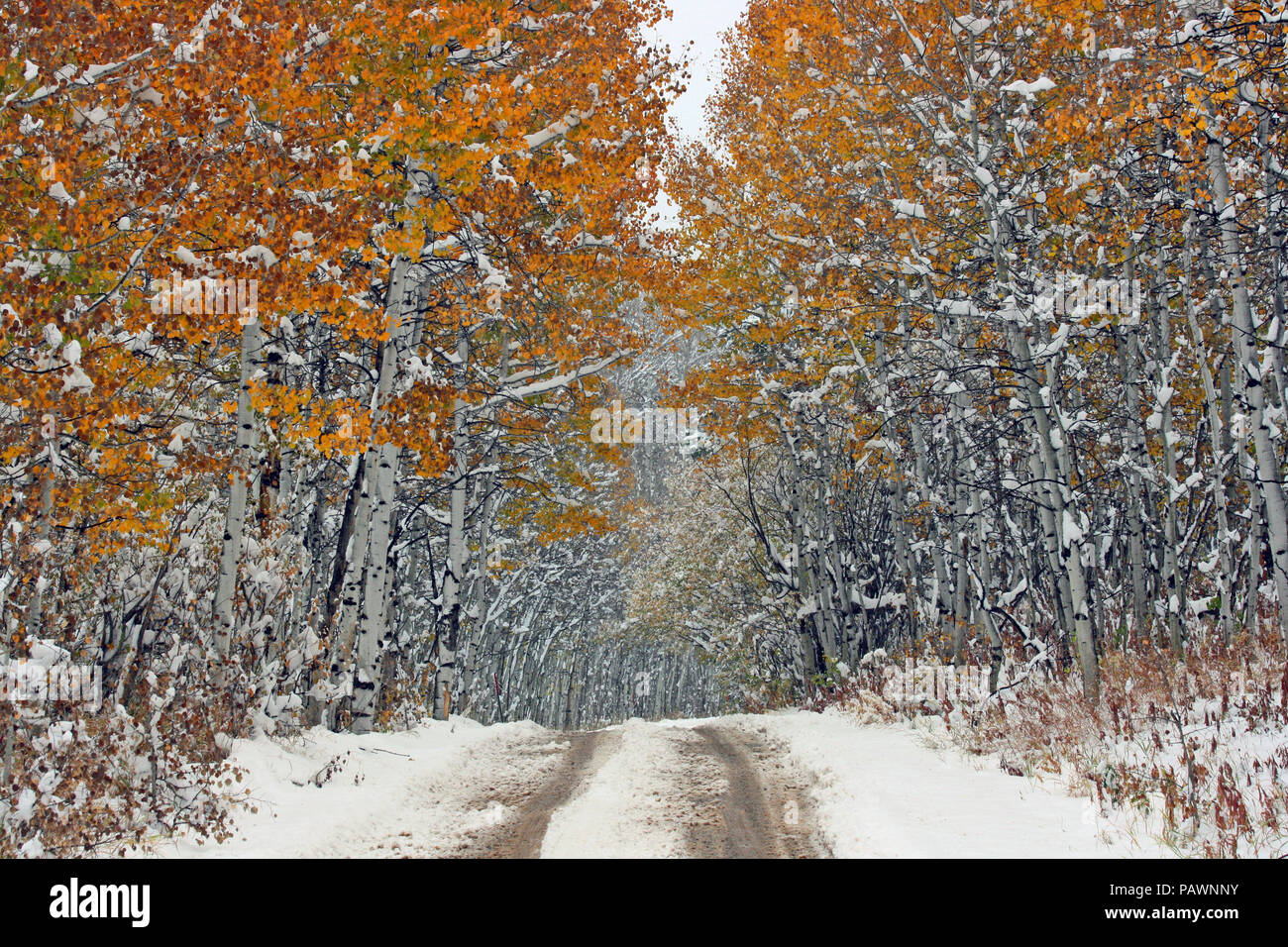 Aspen alley hi-res stock photography and images - Alamy