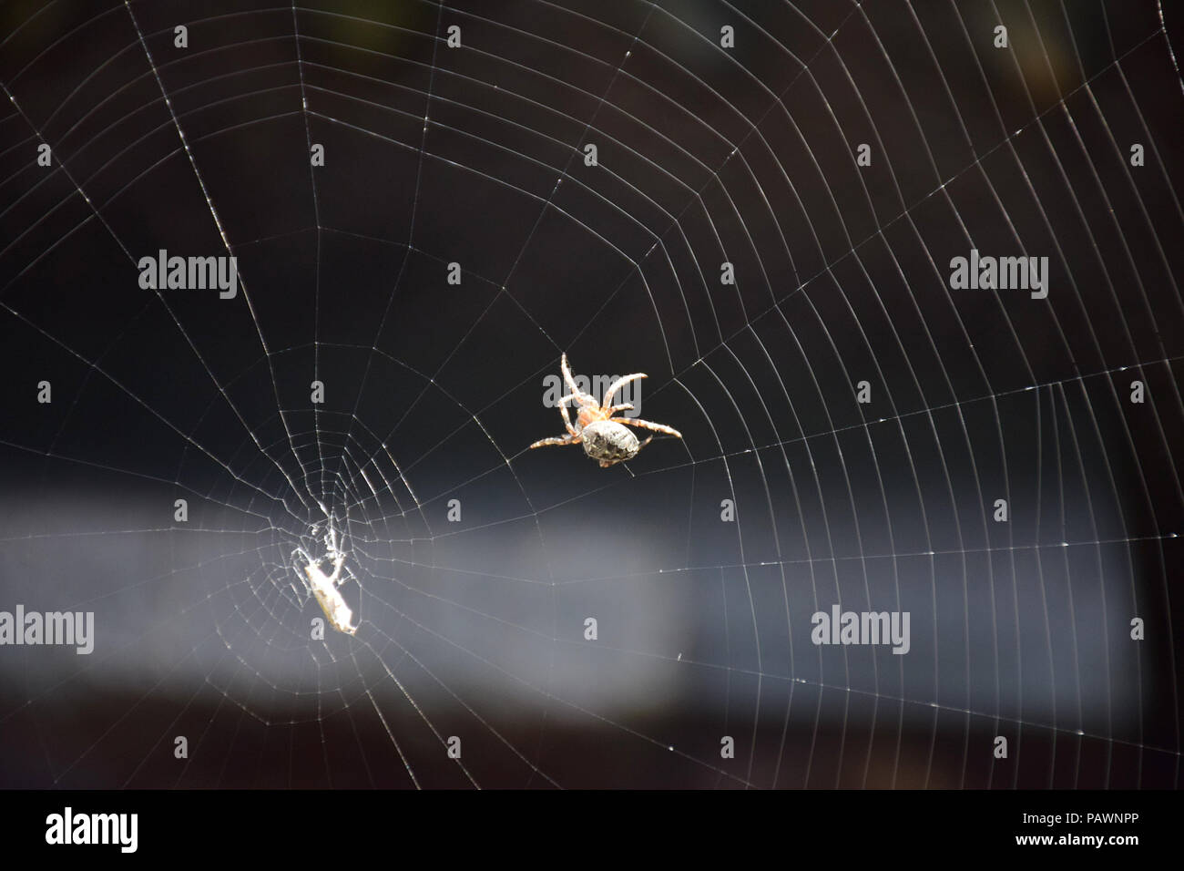 Spider building a web Stock Photo - Alamy