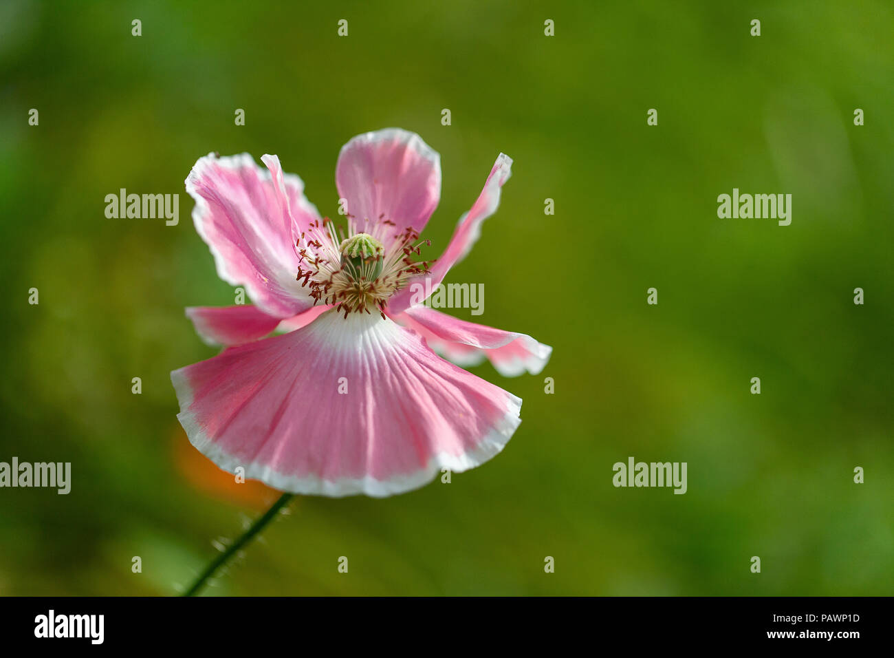 Light pink poppy flower, macro photography Stock Photo - Alamy