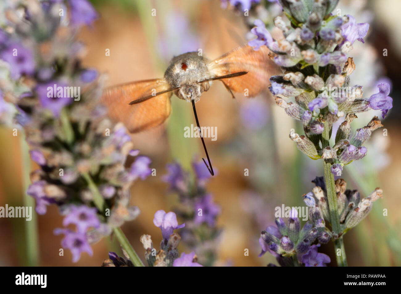 Moro Sphinx flying in a lavender field looking for some nectar Stock ...