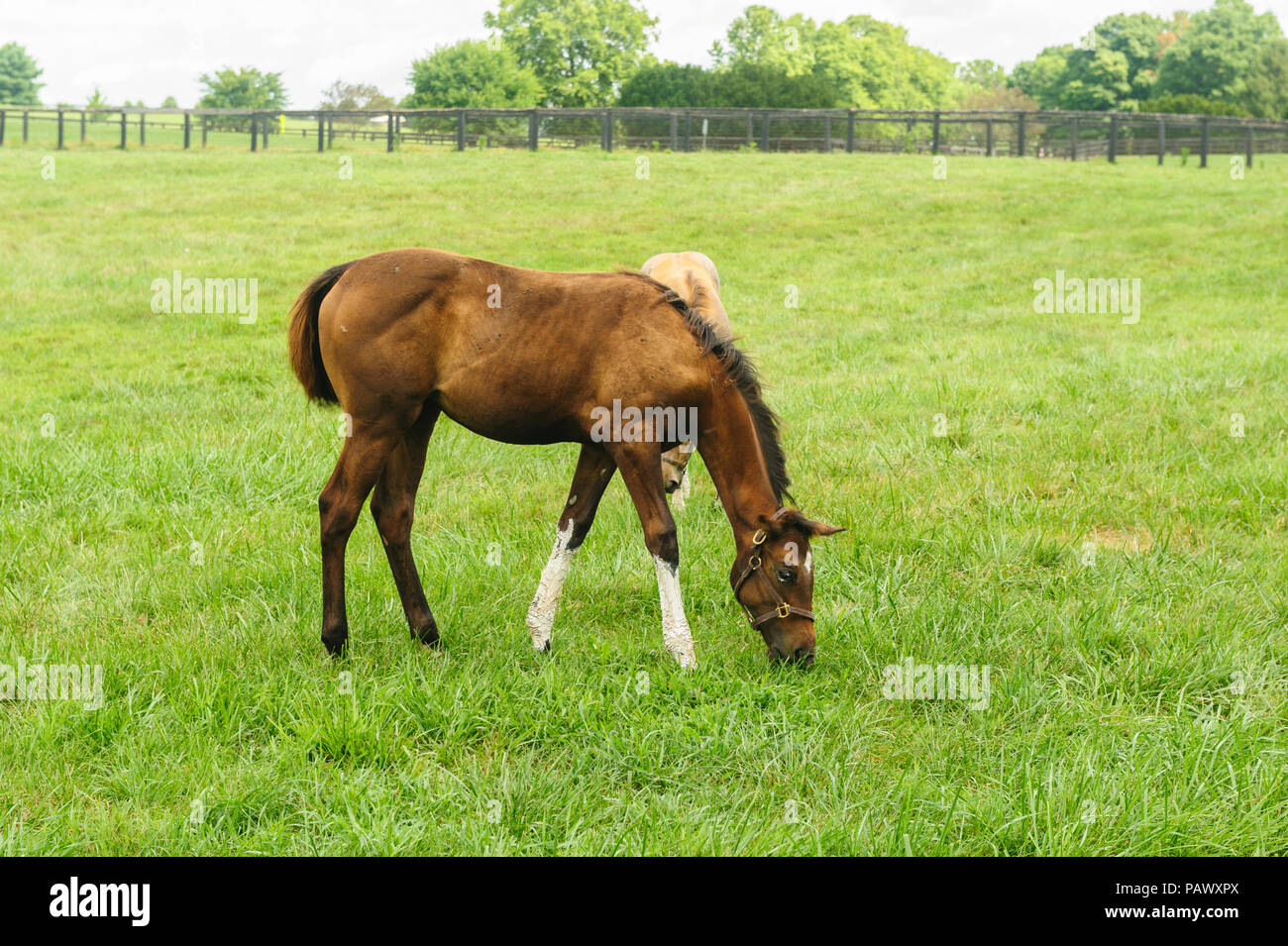 Thoroughbred colt kentucky hi-res stock photography and images - Alamy