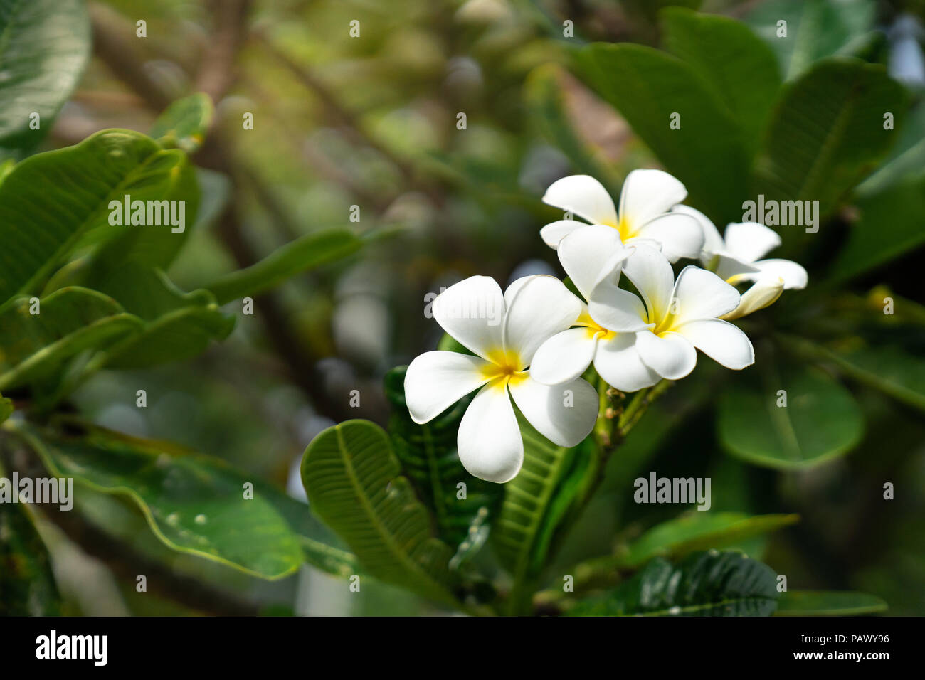 Thai frangipani tree hi-res stock photography and images - Alamy