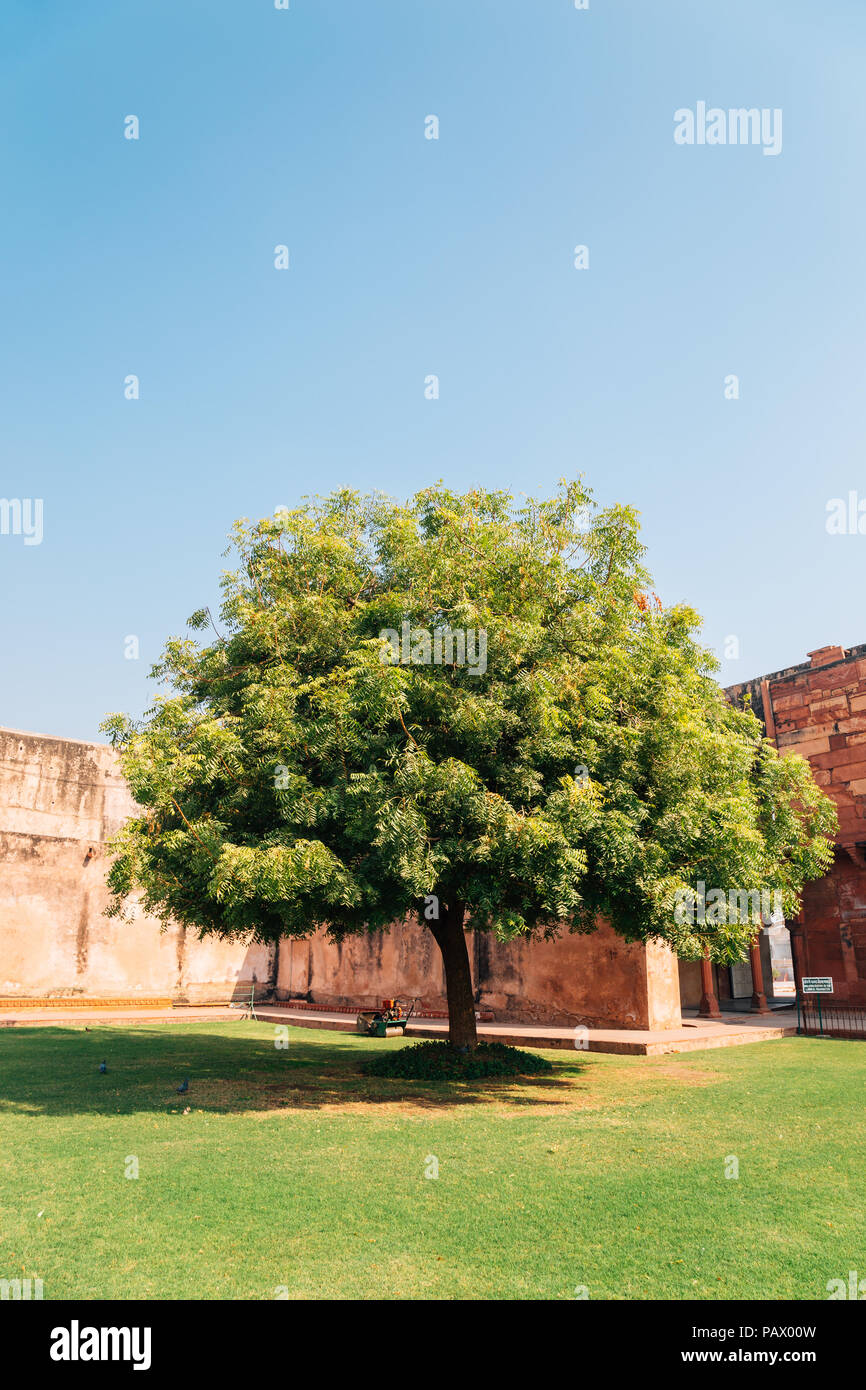 Agra Fort historical architecture and big green tree in Agra, India ...