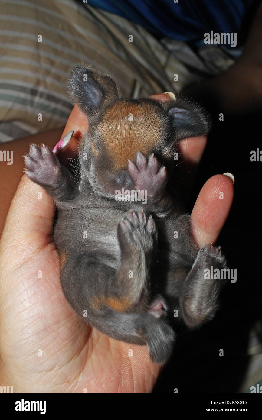 New born baby lop rabbit kit animal pet. Cute bunny lop eared kits ...