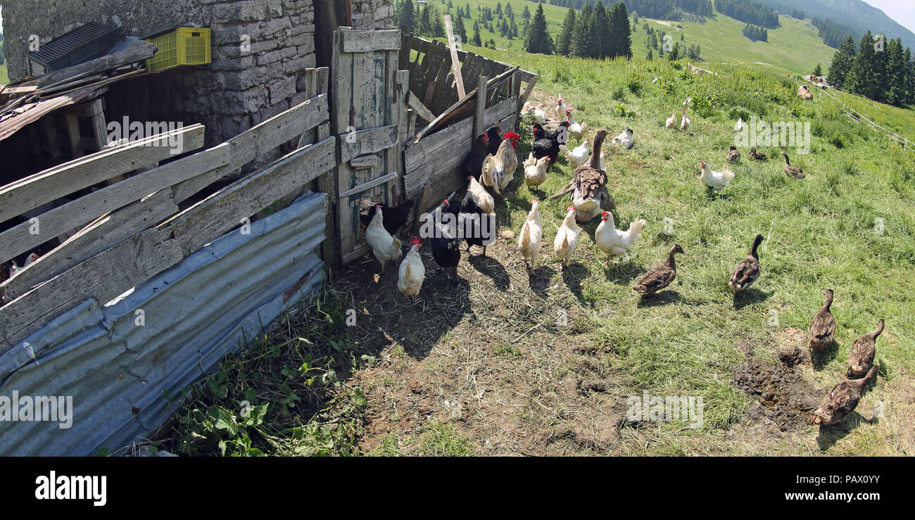 Pastured poultry hi-res stock photography and images - Alamy