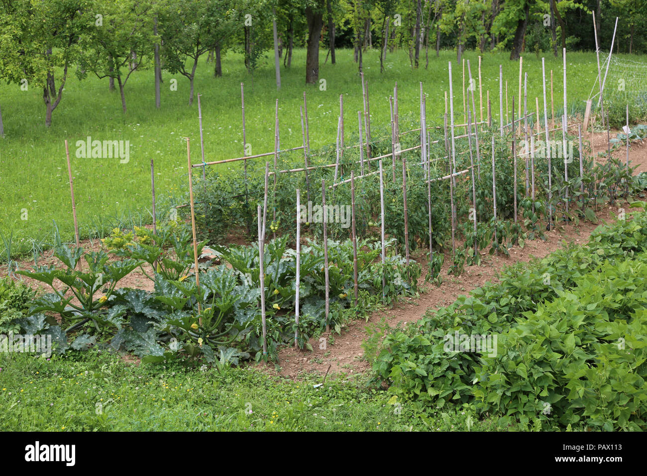 vegetable garden with various vegetables and some fruit trees Stock ...