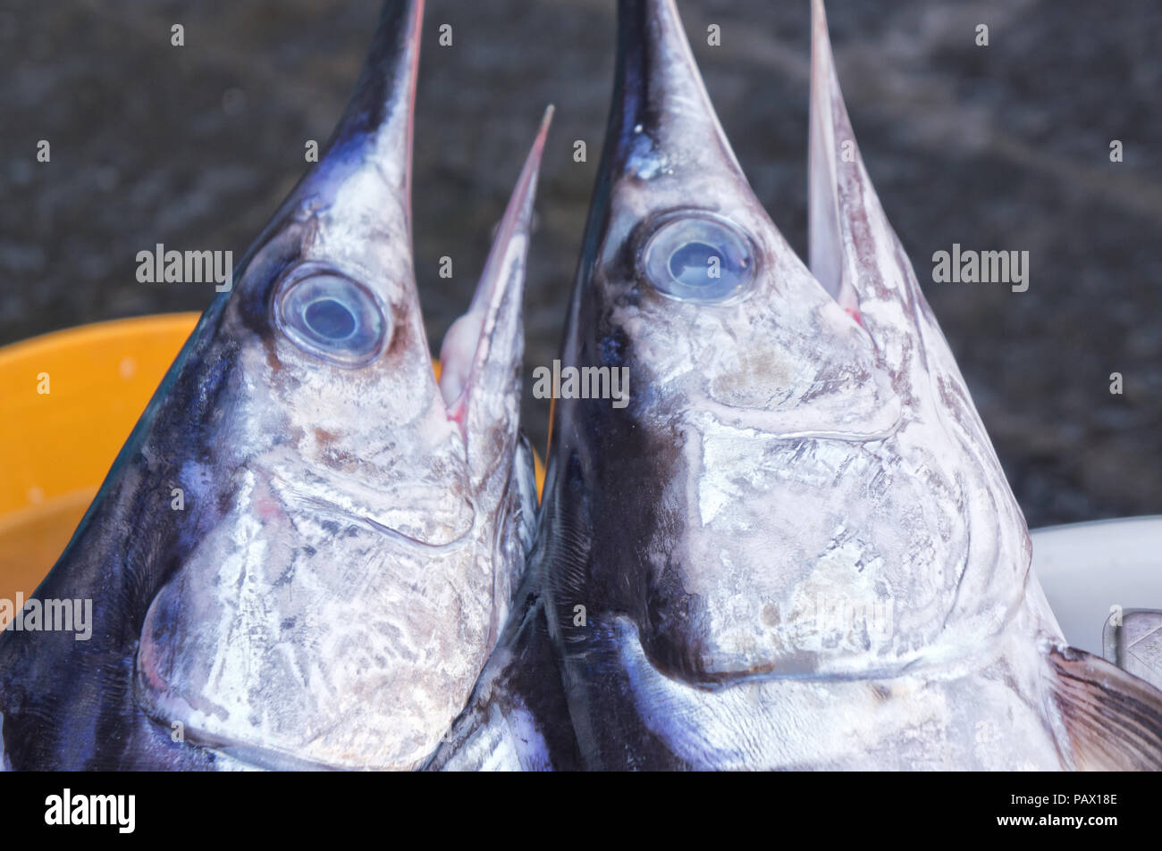 Wordfish hi-res stock photography and images - Alamy