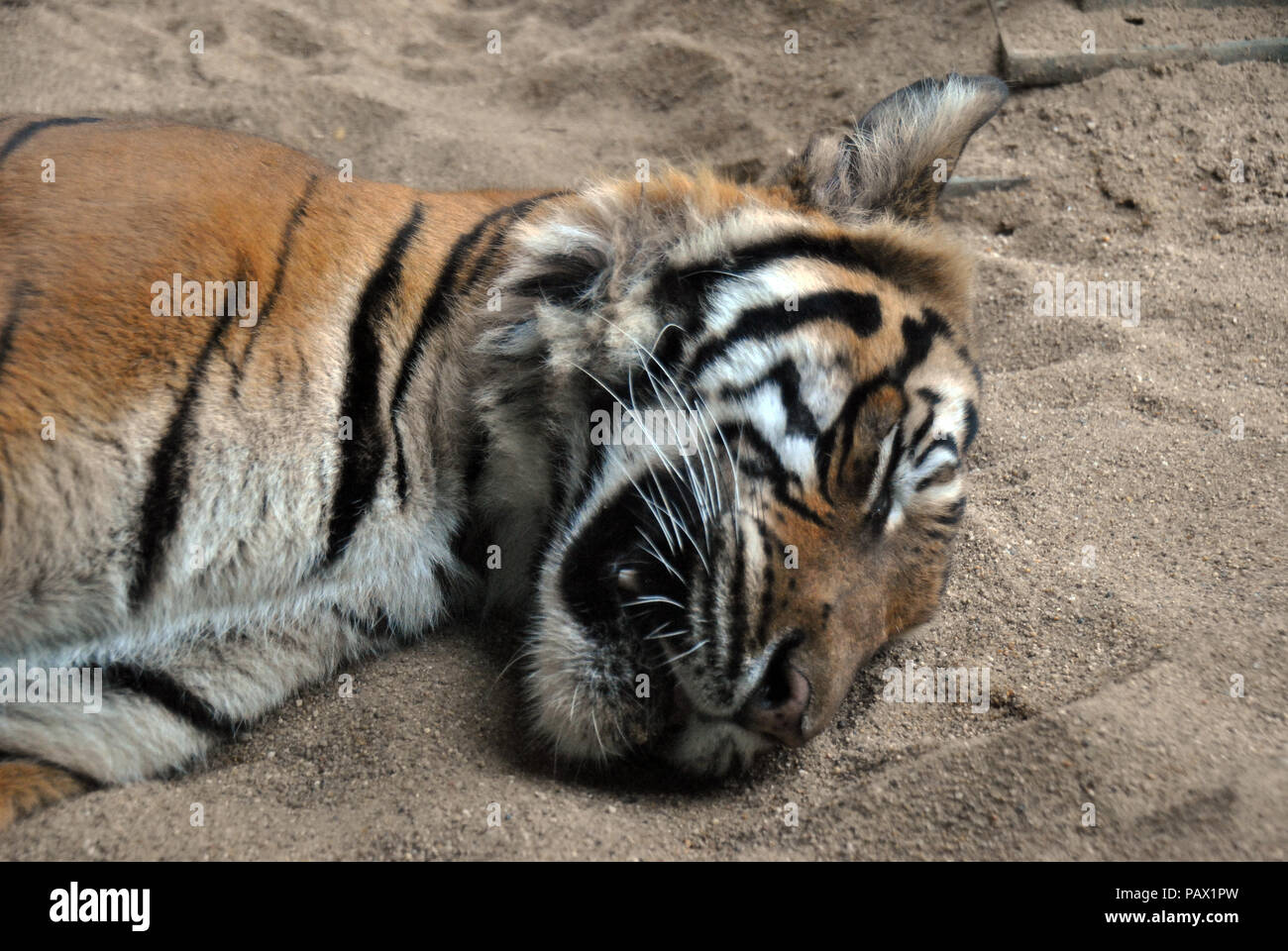 Tiger cat animal hi-res stock photography and images - Alamy