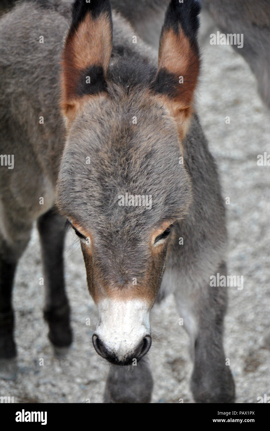 Donkey with long ears hi-res stock photography and images - Alamy