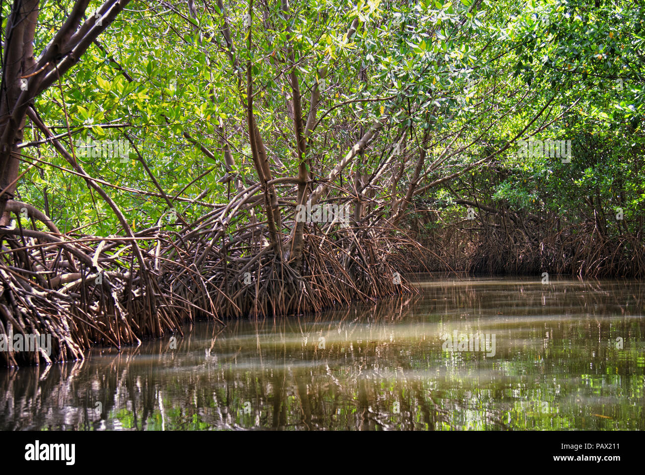 Swamp red mangrove rhizophora mangle hi-res stock photography and ...
