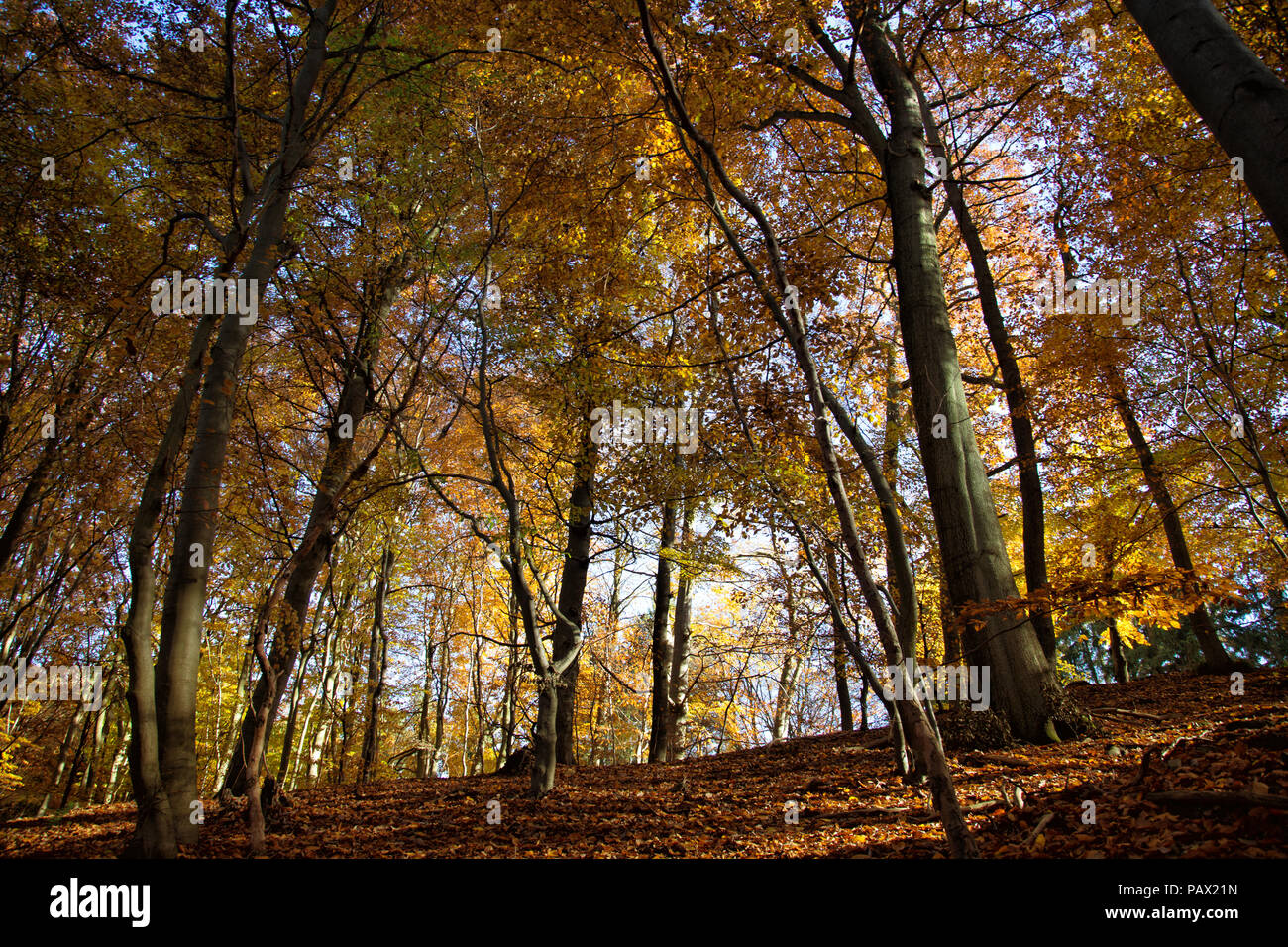 Counter scenery hi-res stock photography and images - Alamy