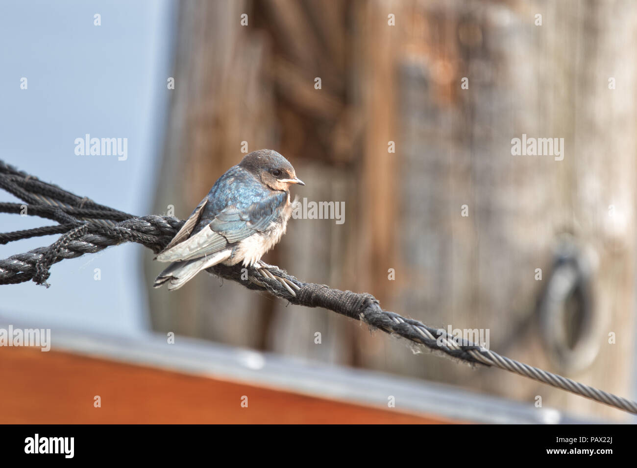 Ships beak hi-res stock photography and images - Alamy