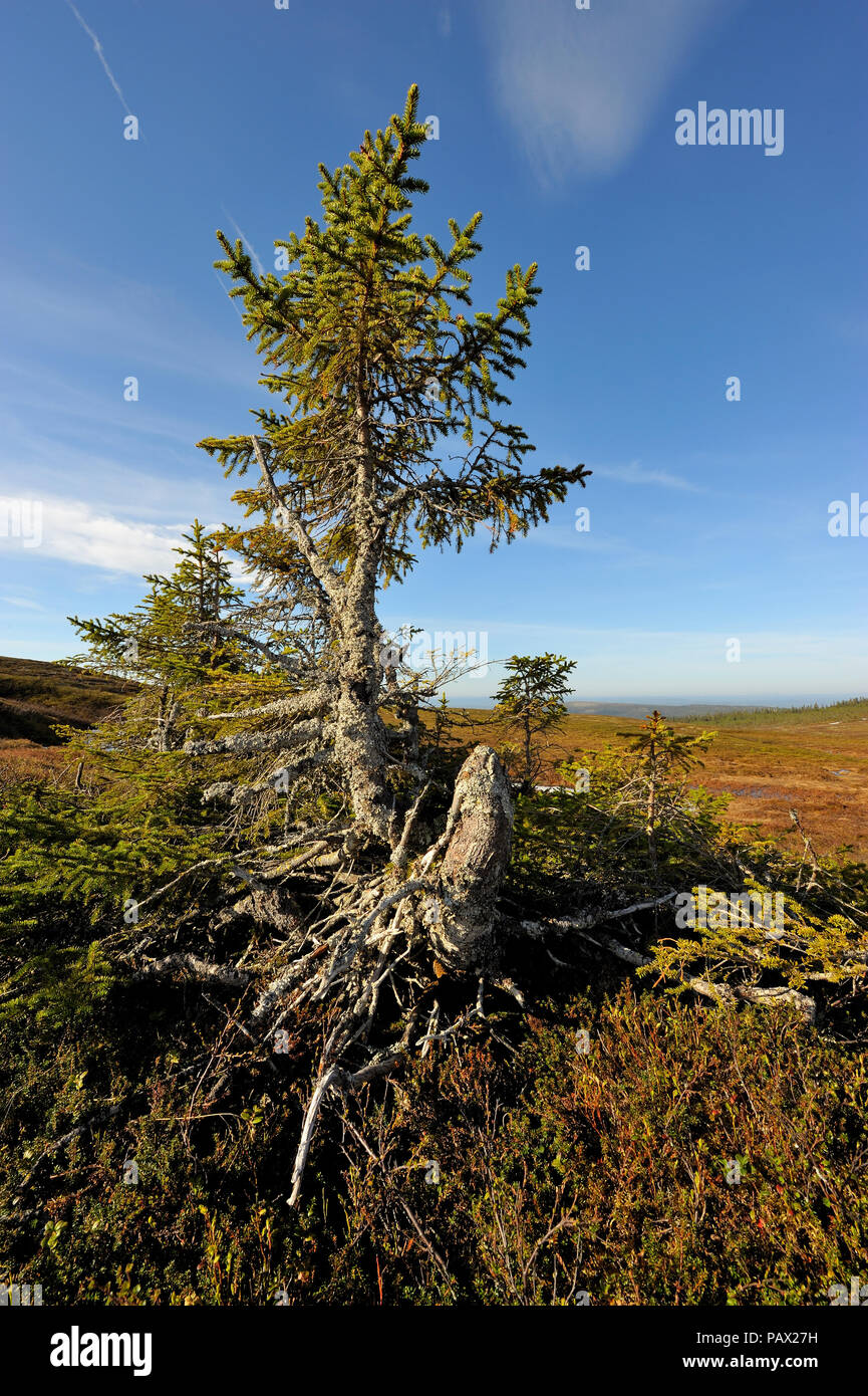 old tree in a barren landscape in sweden Stock Photo - Alamy