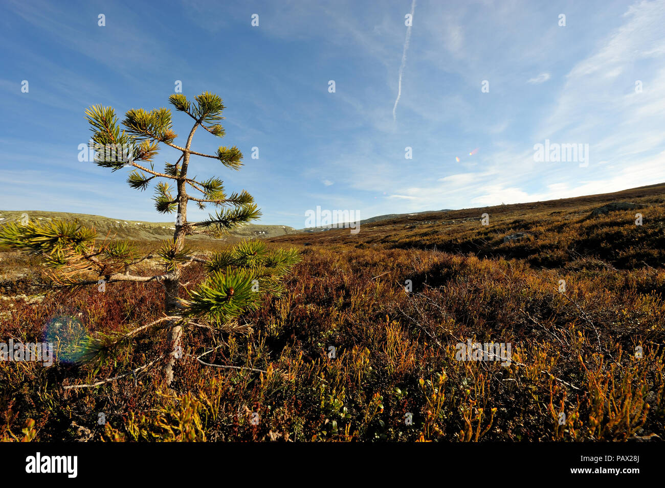 old tree in a barren landscape in sweden Stock Photo - Alamy