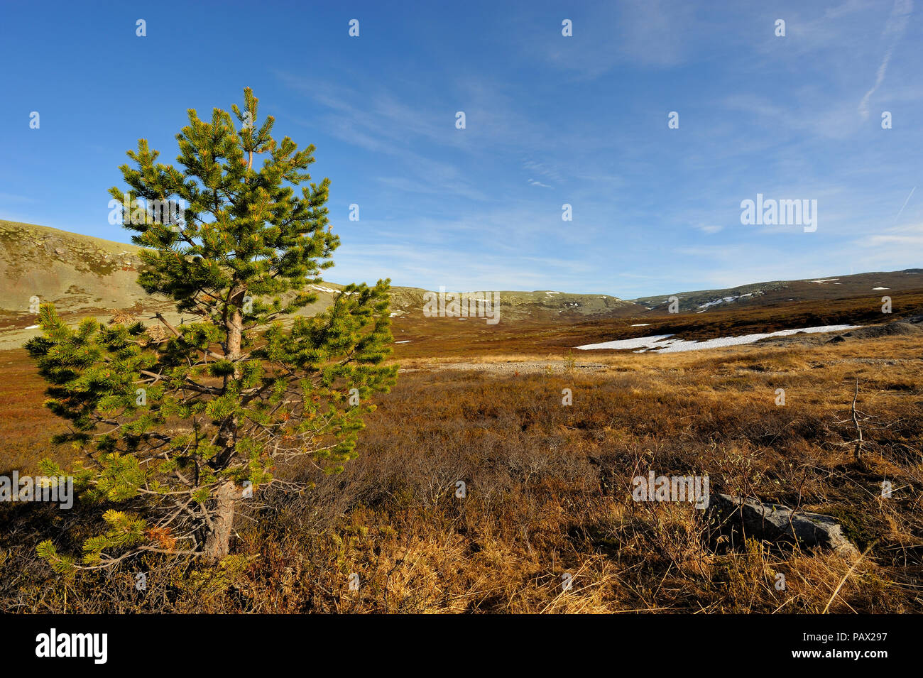 old tree in a barren landscape in sweden Stock Photo - Alamy
