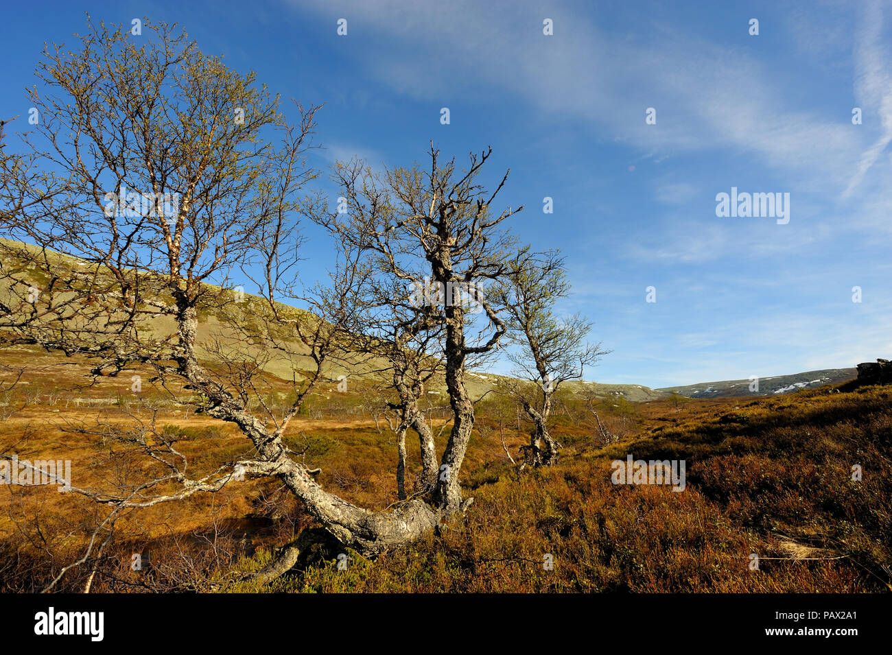 old tree in a barren landscape in sweden Stock Photo - Alamy