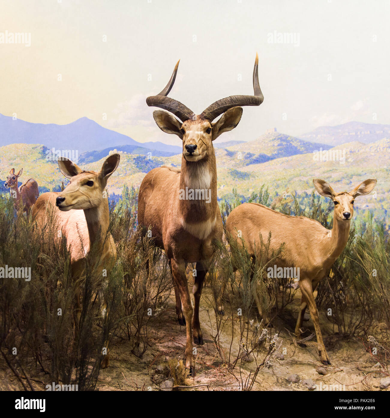 NEW YORK, USA - SEP 22, 2015: Antelope model at the American museum of ...