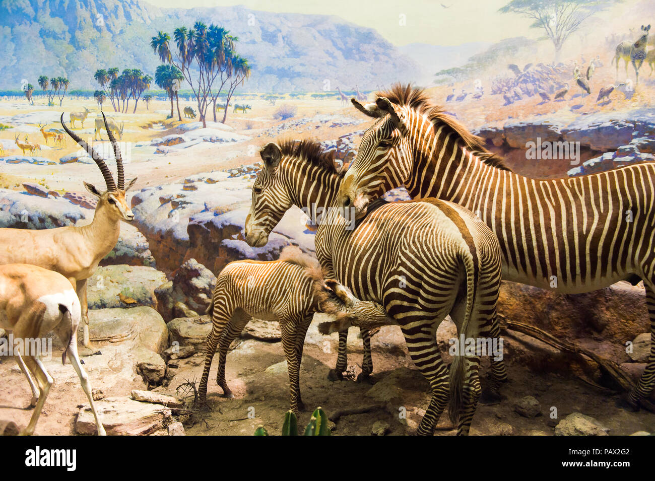 NEW YORK, USA - SEP 22, 2015: Antelope models at the American museum of ...