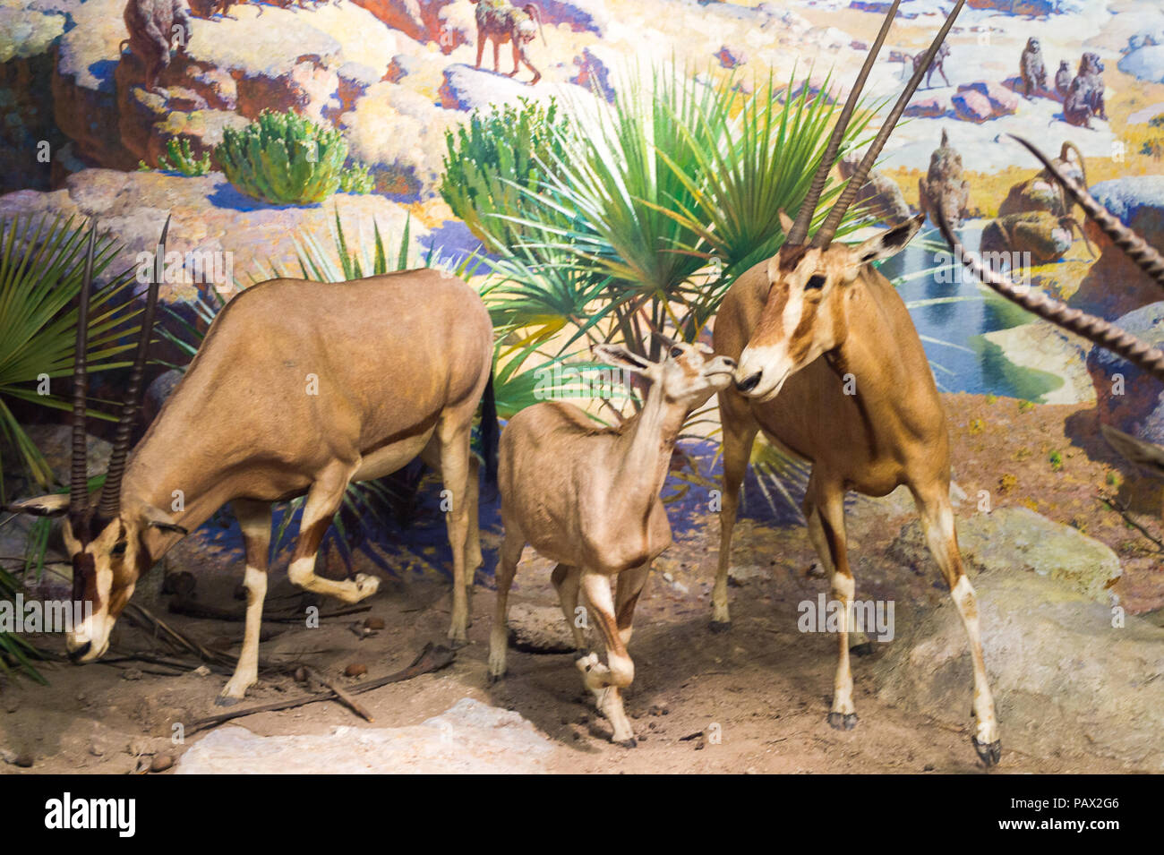 NEW YORK, USA - SEP 22, 2015: Antelope models at the American museum of ...