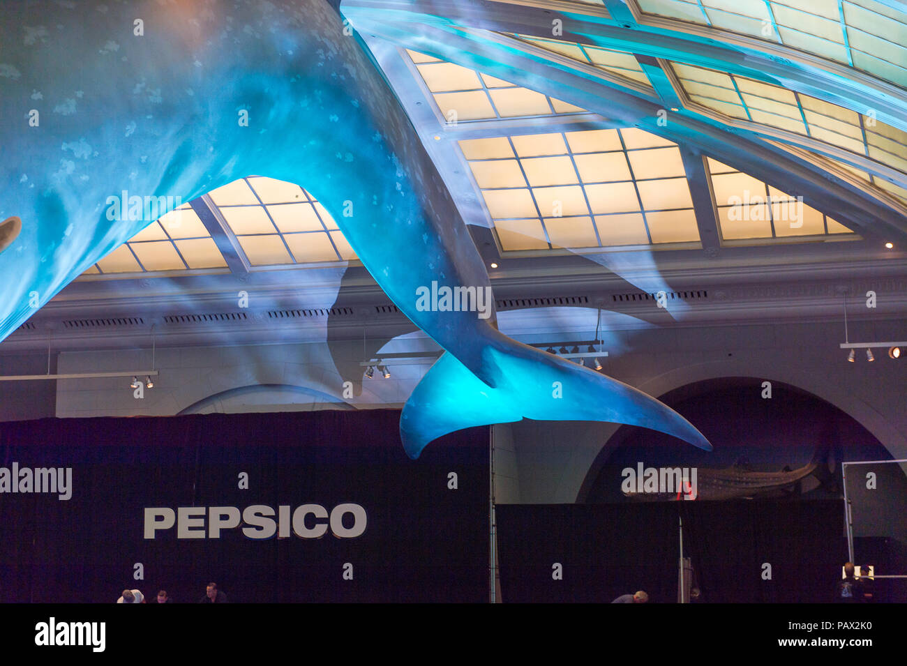 NEW YORK, USA - SEP 22, 2015: Blue wale at the American museum of ...