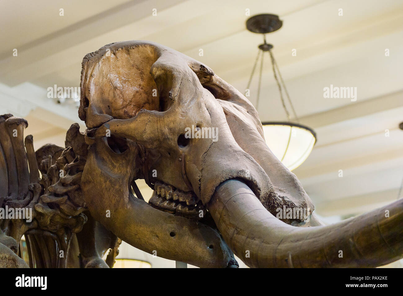 NEW YORK, USA - OCT 8, 2015: Mammoth skeleton at the American museum of ...