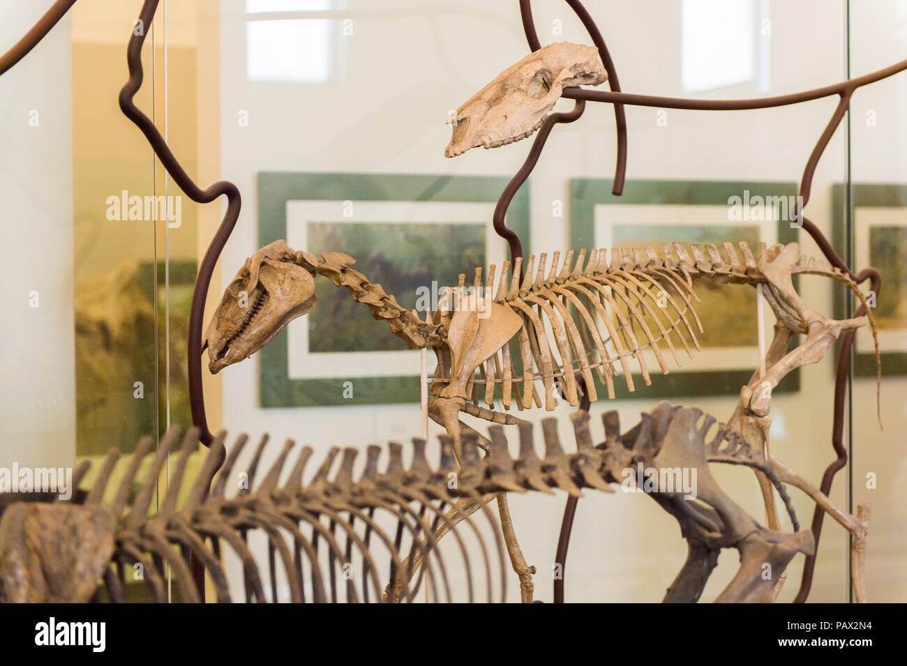 NEW YORK, USA - OCT 8, 2015: Skeletons at the American museum of ...