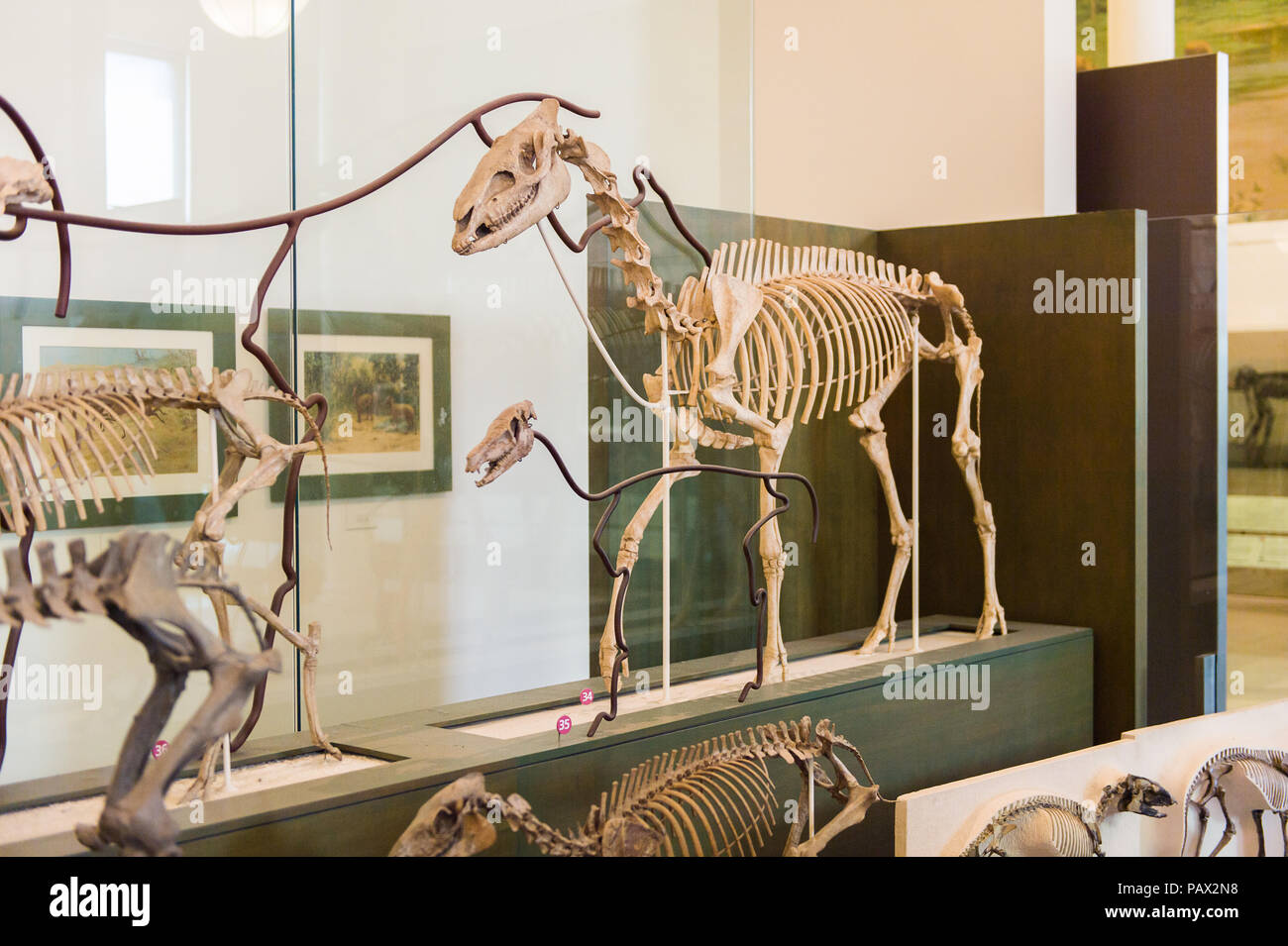 NEW YORK, USA - OCT 8, 2015: Skeletons at the American museum of ...