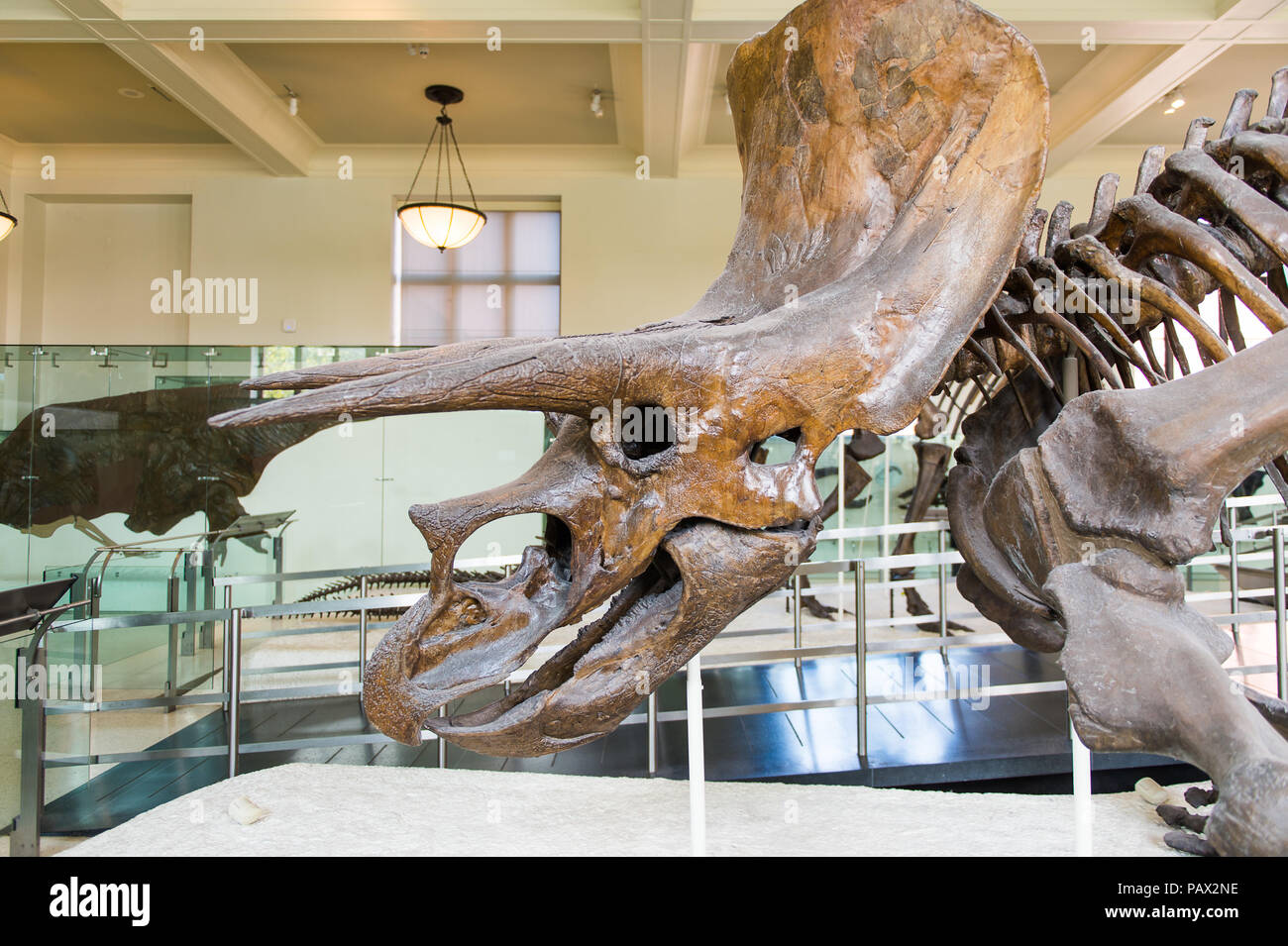 NEW YORK, USA - OCT 8, 2015: Dinosaur skeleton at the American museum ...