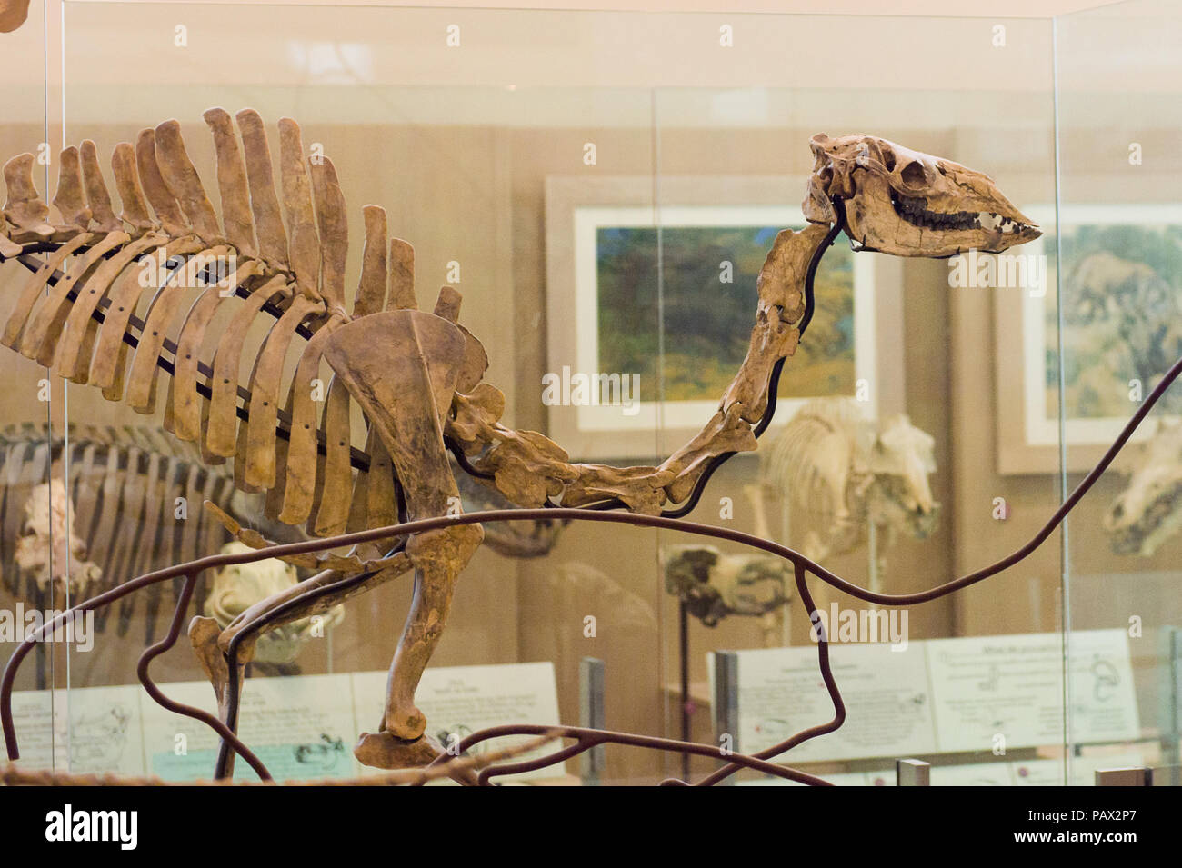 NEW YORK, USA - OCT 8, 2015: Dinosaur skeleton at the American museum ...