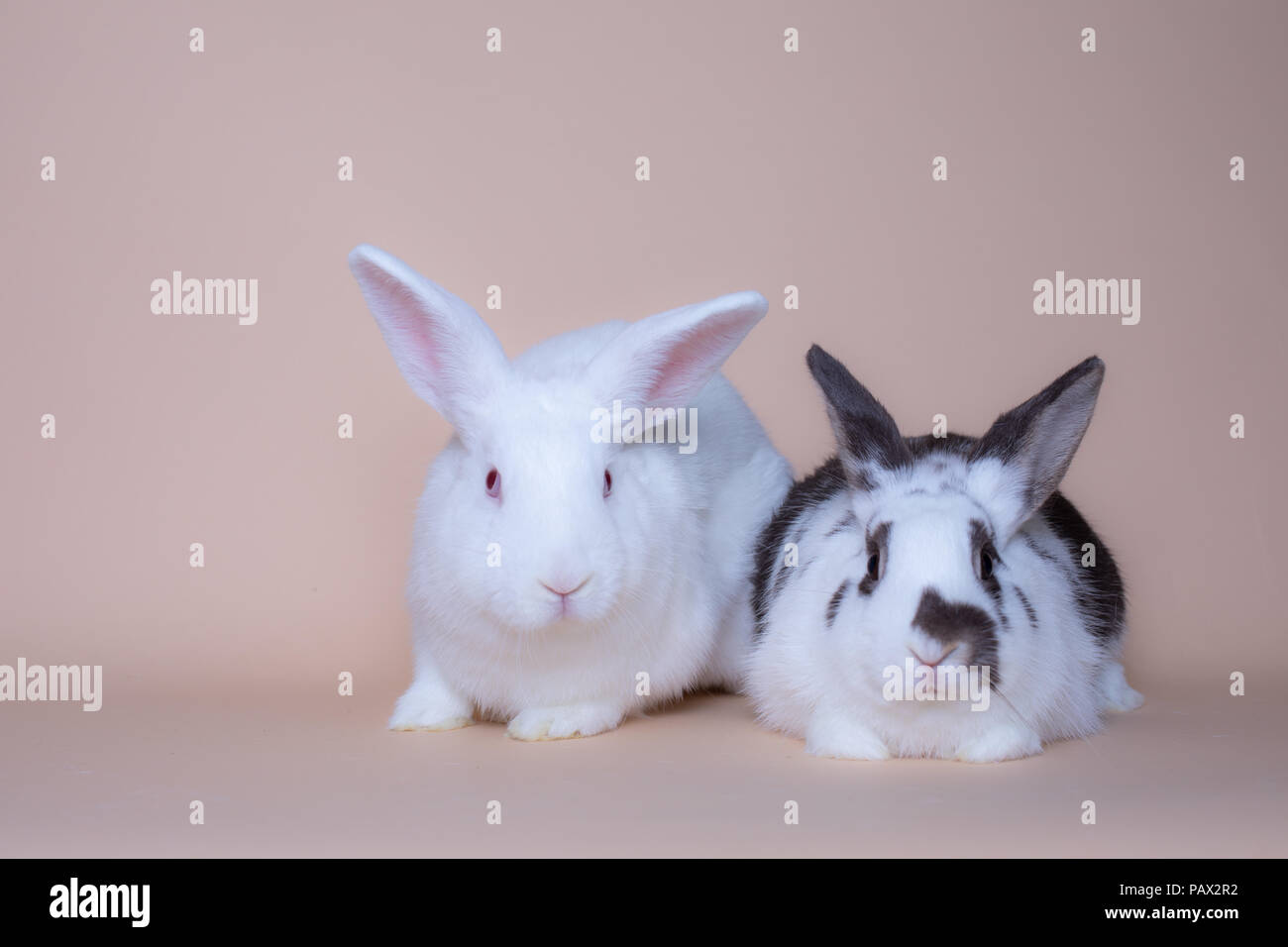 Cute bunny rabbits on a solid pink background Stock Photo - Alamy