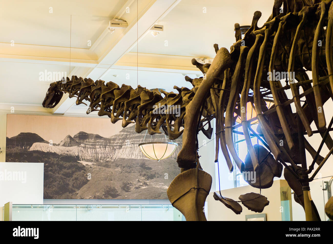 NEW YORK, USA - OCT 8, 2015: Dinosaur skeleton at the American museum ...