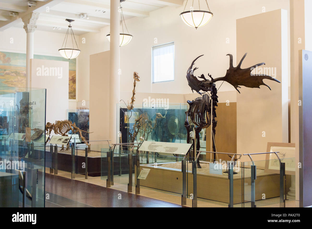 Deer Skeleton High Resolution Stock Photography and Images - Alamy