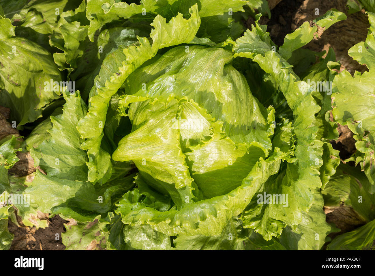Single head of lettuce hi-res stock photography and images - Alamy