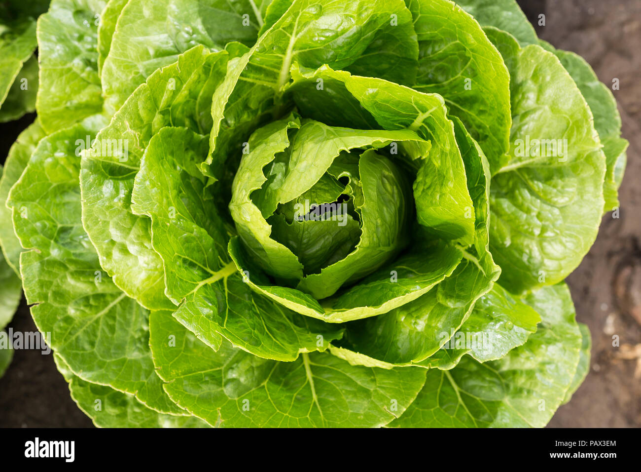 Single head of lettuce hi-res stock photography and images - Alamy