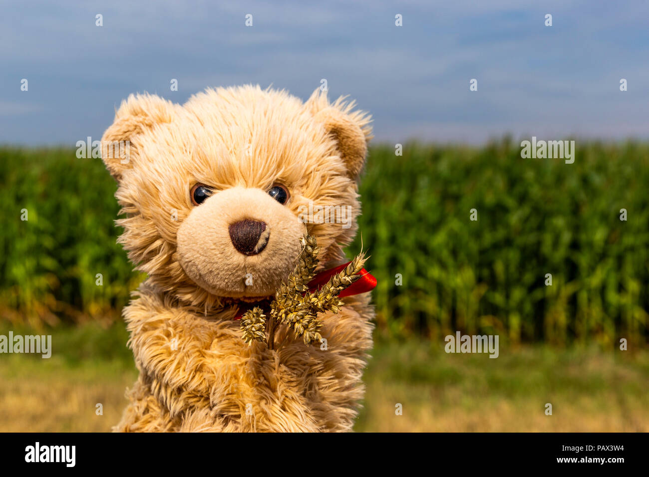 Teddy bear Dranik and rural nature in the farm land Stock Photo - Alamy
