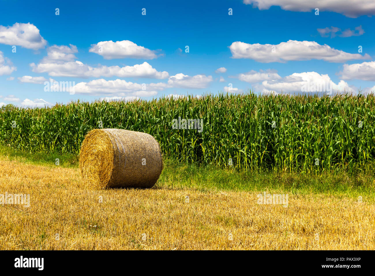 Rural nature in the farm land. Agriculture field with sky Stock Photo ...