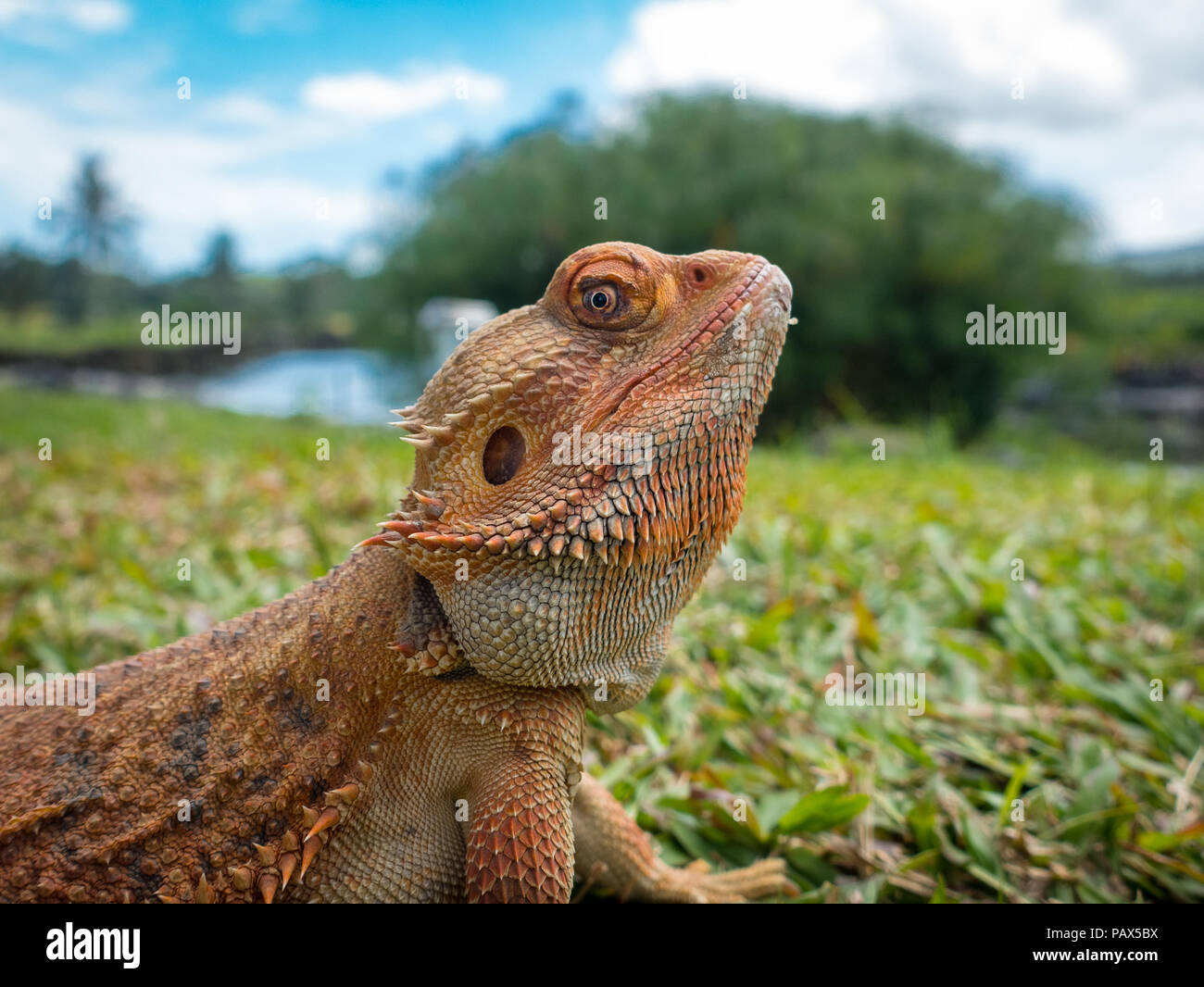 Bearded dragon grass hi-res stock photography and images - Alamy