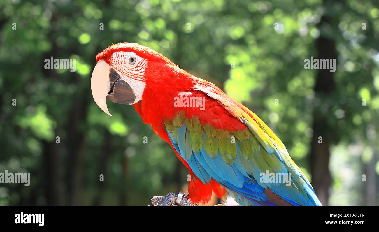 close up. red macaw parrot on blurred background Stock Photo - Alamy