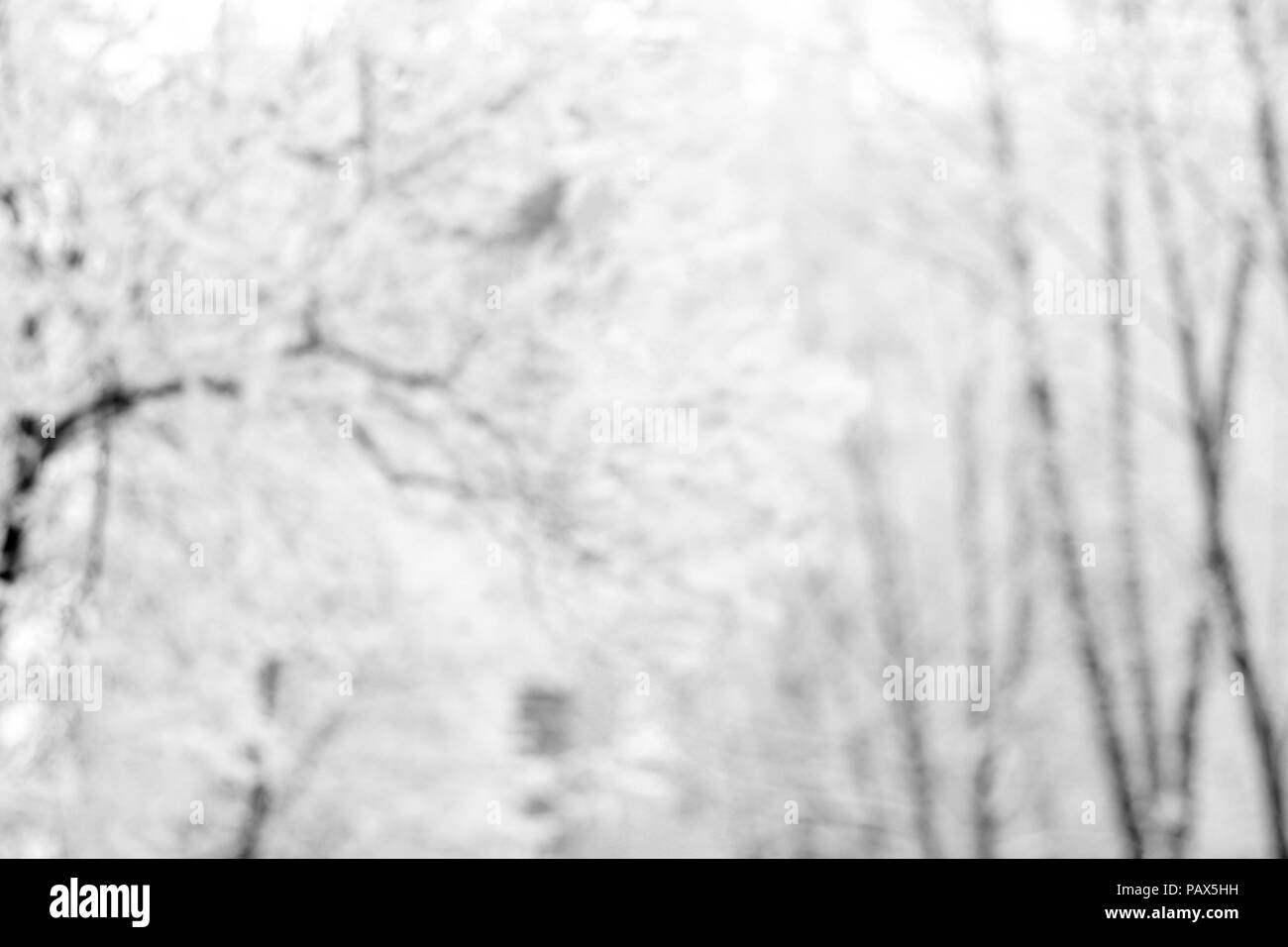 Image christmas trees in Black and White Stock Photos & Images - Alamy