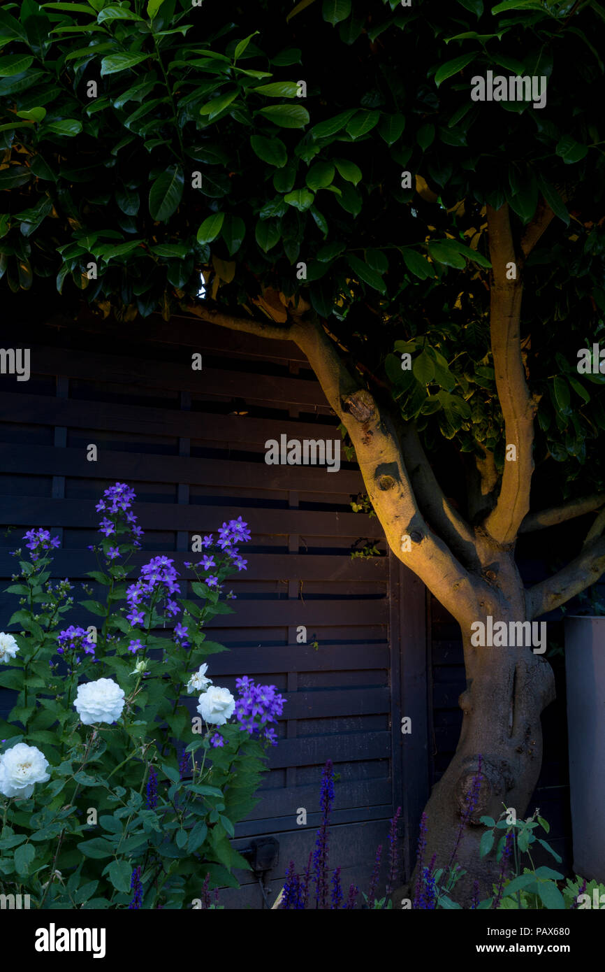 Uplit tree hi-res stock photography and images - Alamy